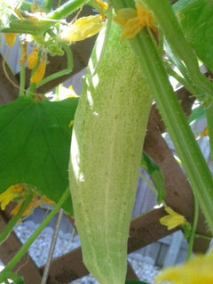 Pale green cucumbers