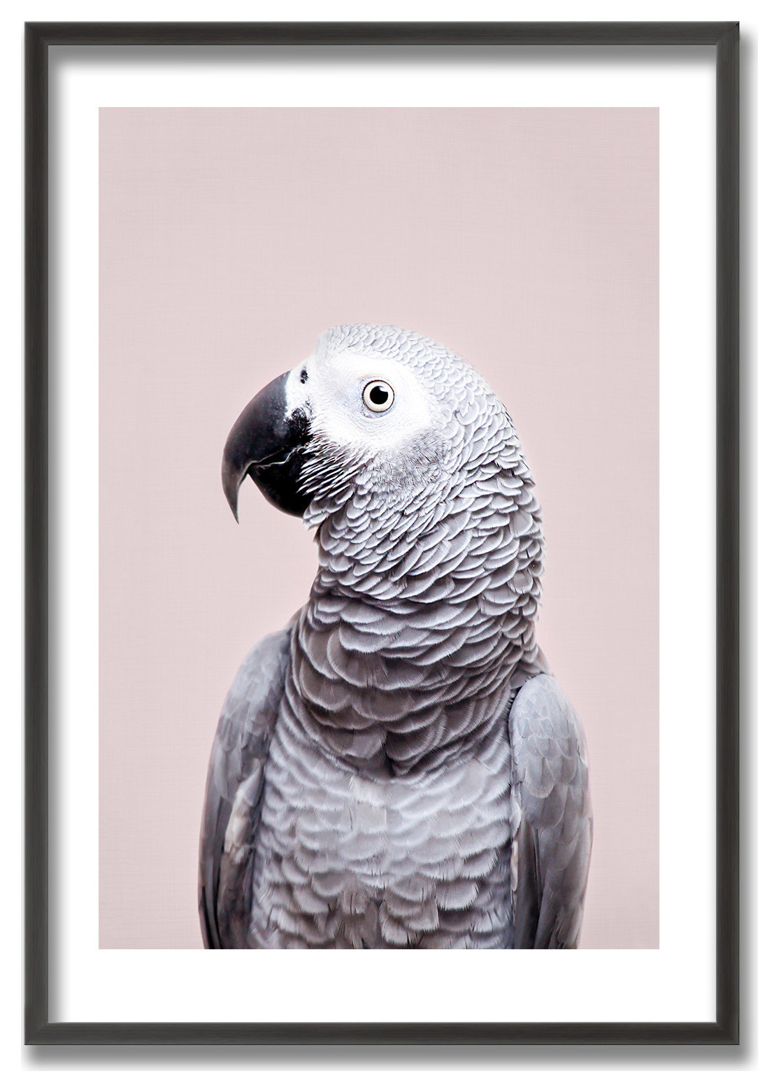 African Grey Framed Print Wall Art by Kathrin Pienaar, 16"x24 ...