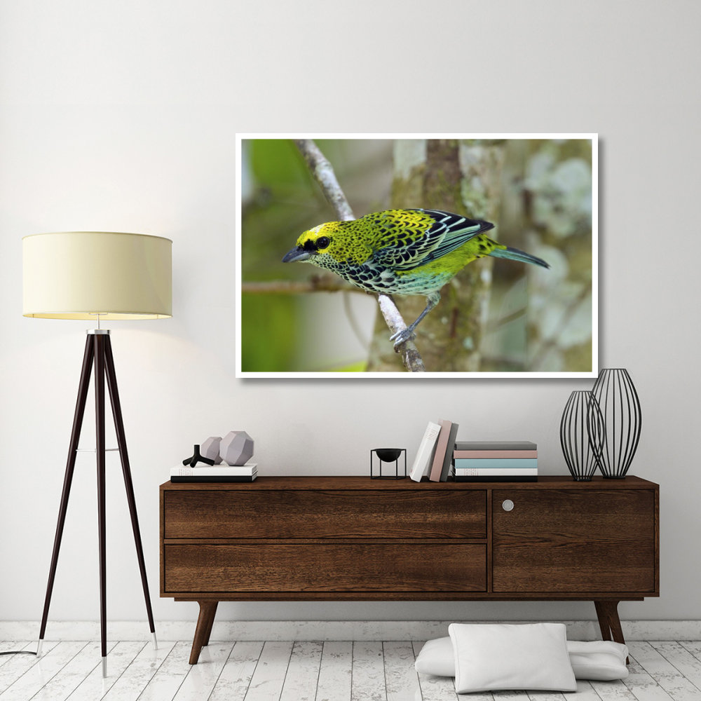 "Speckled Tanager, Costa Rica" Digital Paper Print by Steve Gettle, 20 ...