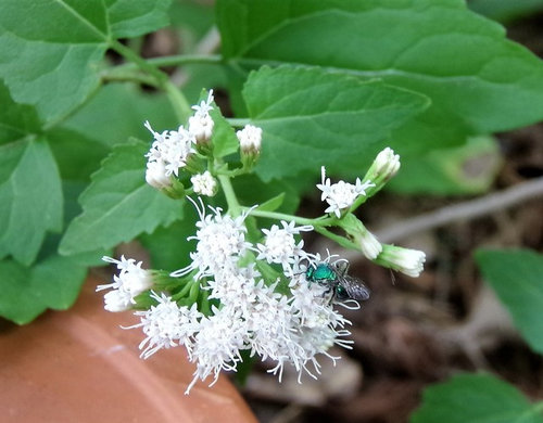 White Mistflower