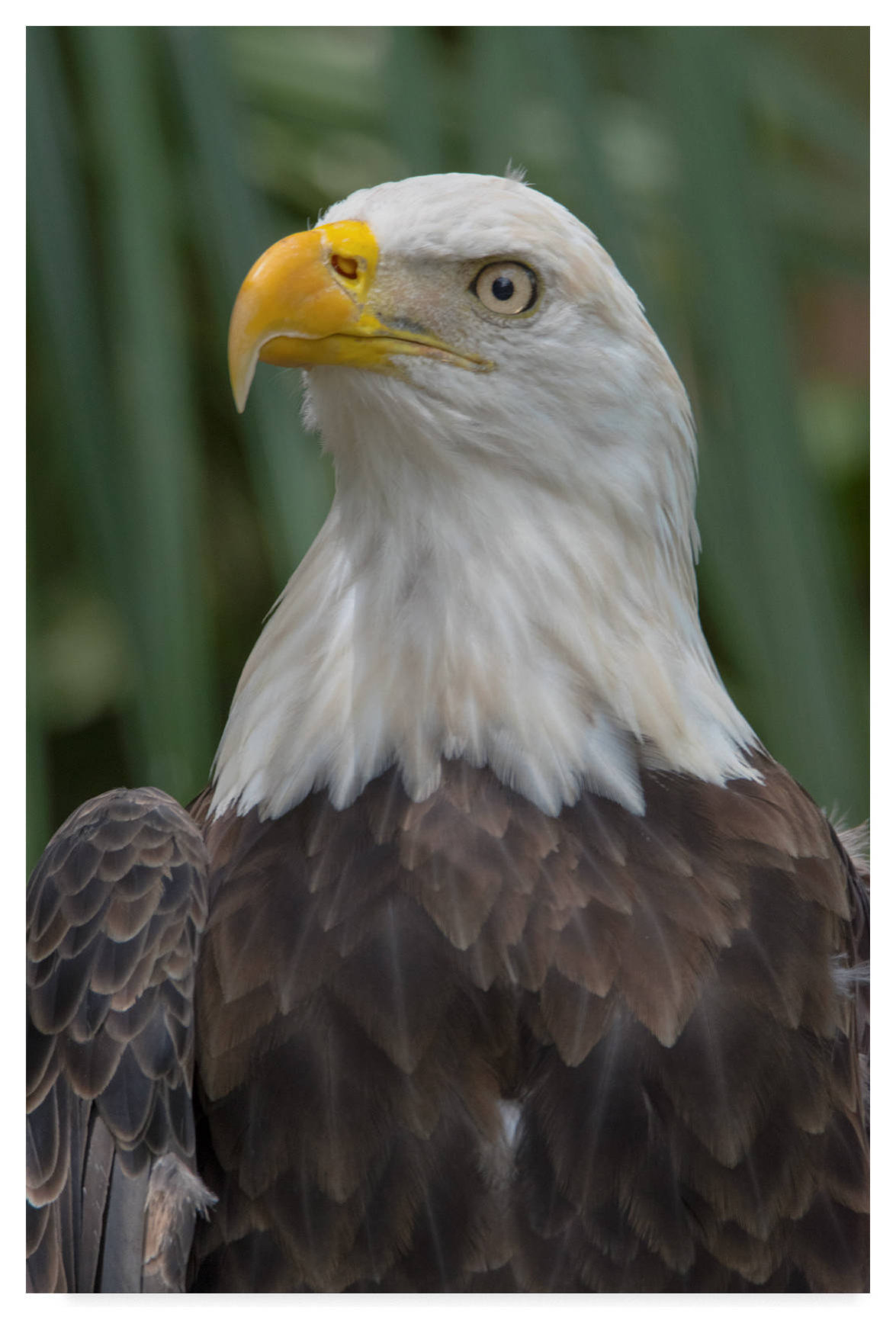 "Eagle" by Robert Michaud, Canvas Art, 12"x19" - Rustic - Prints And ...