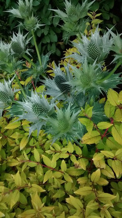 What are your favorite chartreuse perennials?