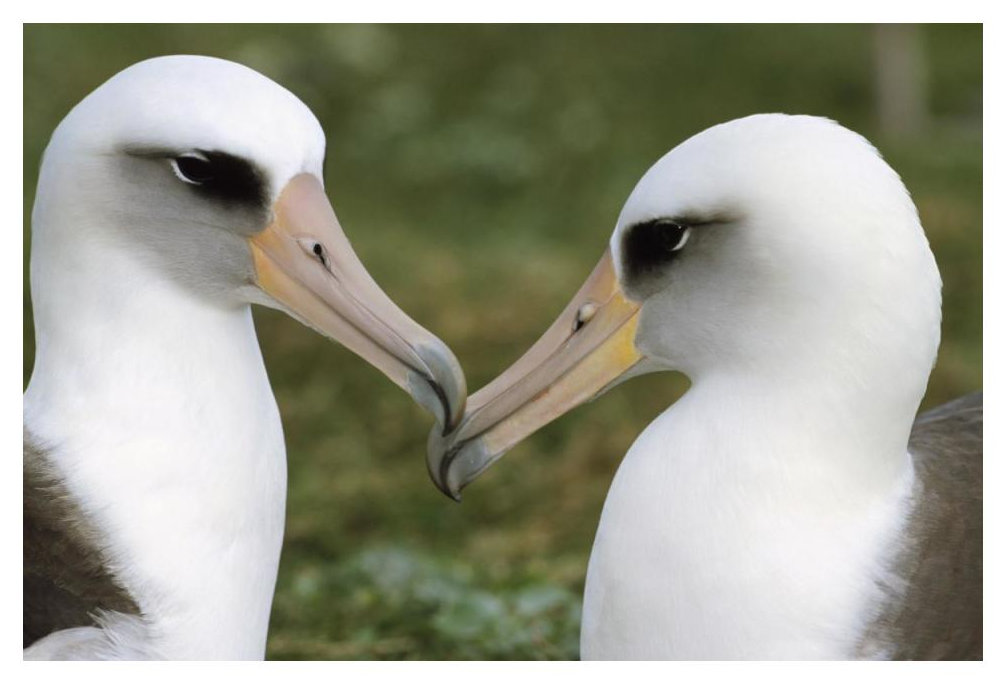 "Laysan Albatross Pair Bonding, Midway Atoll, Hawaii" Wall Art, 50"x34 ...