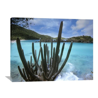 "Cactus Growing Along Trunk Bay, Virgin Islands" Artwork, 40" x 30 ...