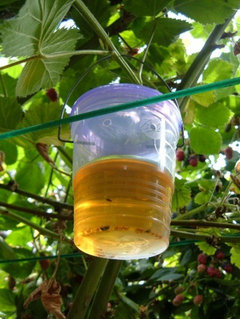 Hey! There's White Maggots in Blackberries I Picked!