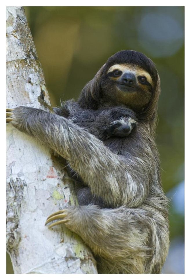 "Brown-throated 3-toed Sloth, baby, Aviarios Sloth Sanctuary" Paper Art ...