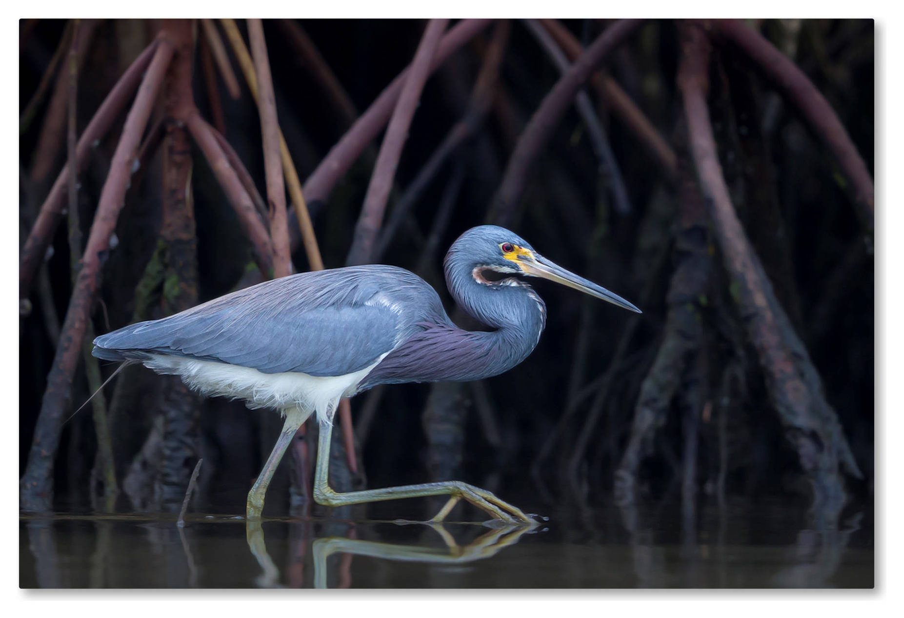 Greg Barsh 'STasking In The Mangroves' Canvas Art, 32"x 22 ...
