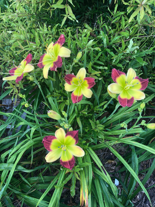 Blooms are amazing! | Houzz Forum
