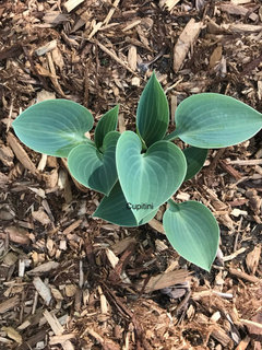 Hosta C 2023 .............................