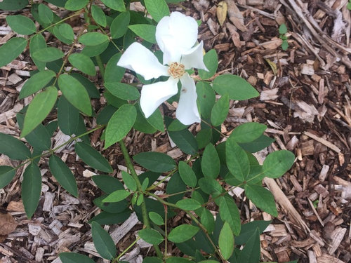Attention-seeking roses