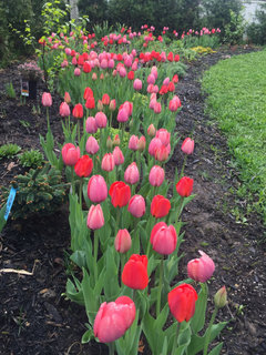Random Garden Photos
