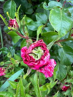 Rose proliferation question.