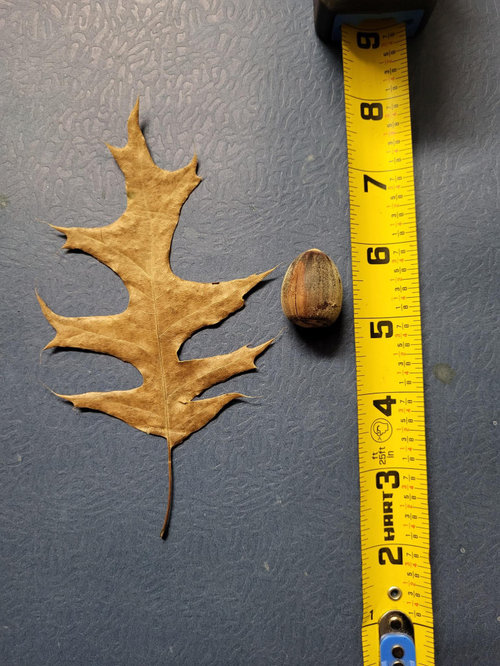 Calling all tree experts