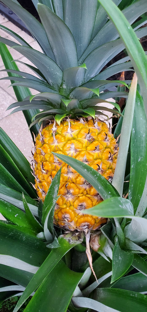 Pineapple Ripe?