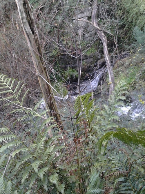 King Fern Todea barbara relic population in South Australia
