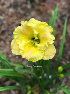 P and Q daylilies 2025