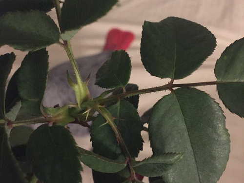 Are these the blind shoots ? | Houzz Forum