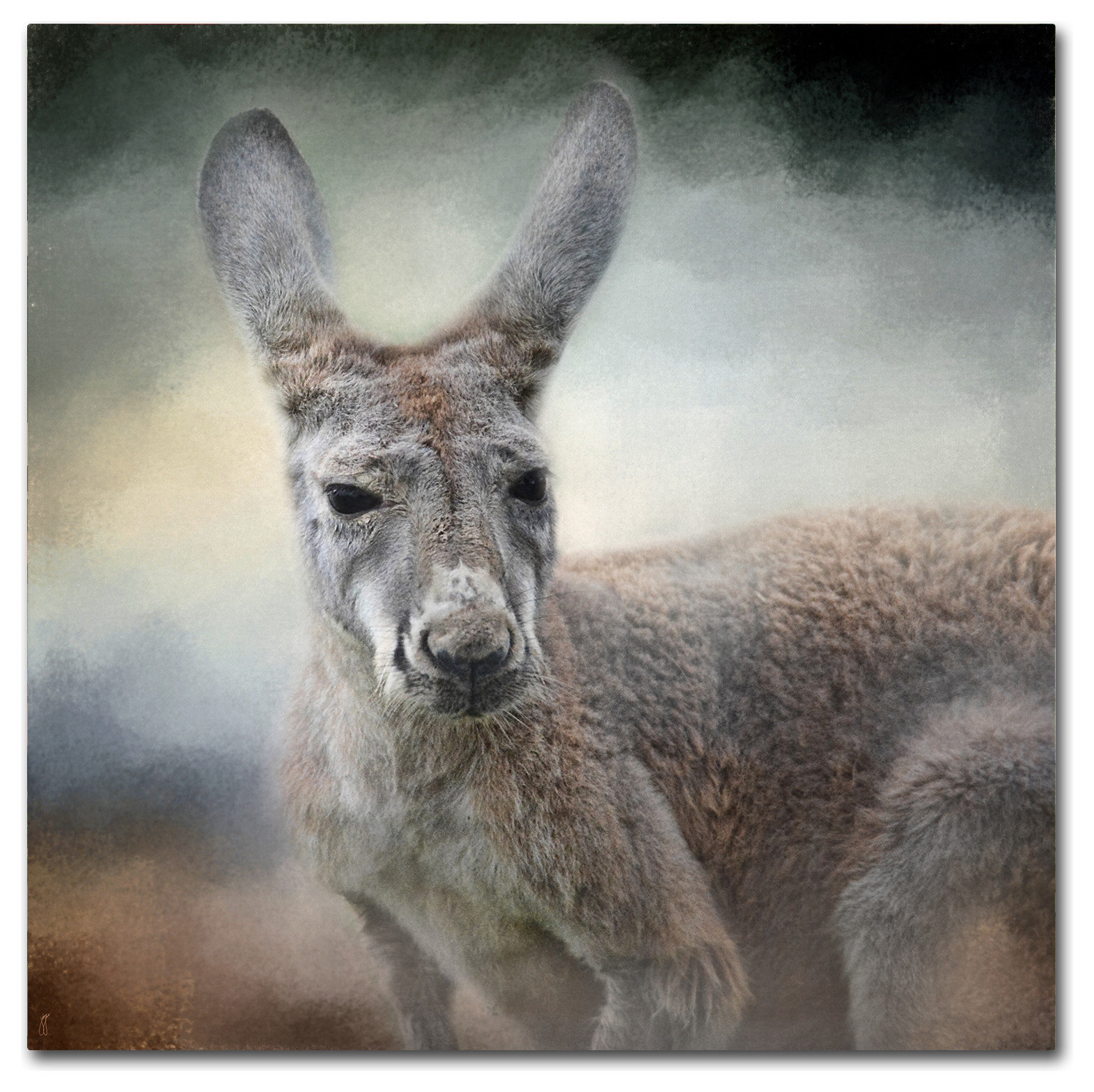 Jai Johnson 'Western Grey Kangaroo' Canvas Art, 14"x14" - Contemporary ...