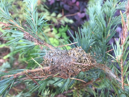 ID help for worm/caterpillar frass on Feelin Blue cedar