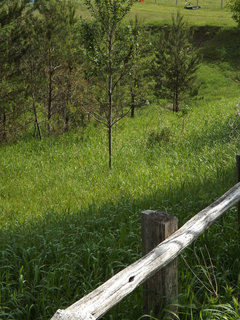 Best trees for steep hill