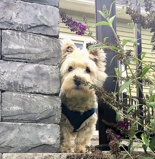 Sick Dog and Stressed Ally