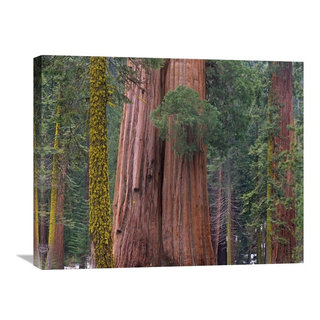"Giant Sequoia Trees, California" Artwork, 28" x 22" - Traditional ...