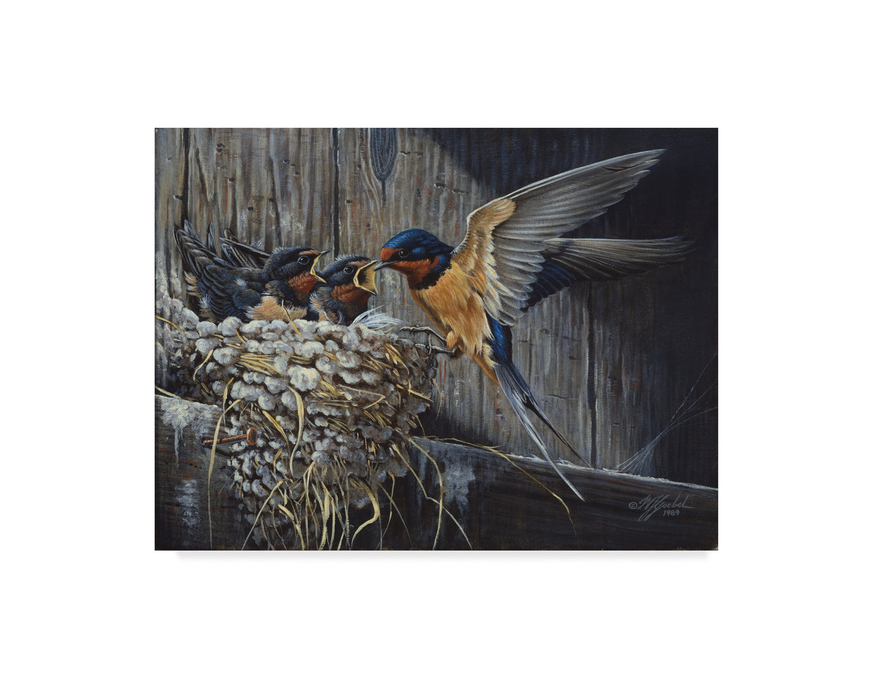 Wilhelm Goebel 'Country Barn Swallows' Canvas Art, 47"x35 ...