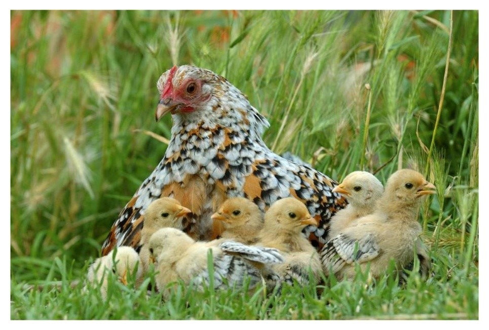 "Fowl with chicks" Digital Paper Print by Jan Baks, 20"x14", 26"x18 ...