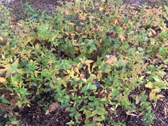 Shrub for under Leland cypress | Houzz Forum