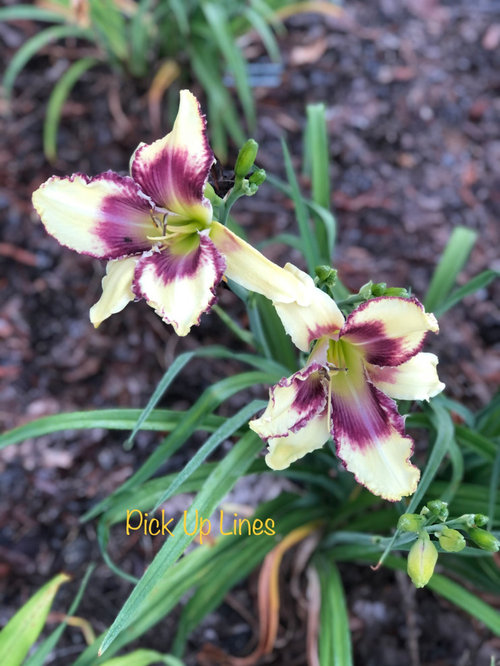 Finally a good bloom opening day