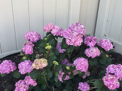 growing hydrangeas in florida