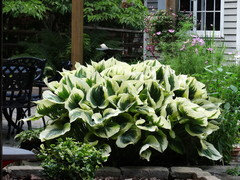Award-Winning Hosta Collection