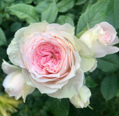 Show me your Green Roses! | Houzz Forum