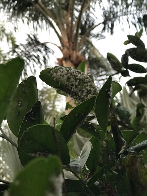 Tangerine Tree Disease / Fungus?