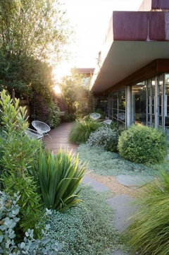 Native plants/low maintenance garden in Perth | Houzz AU