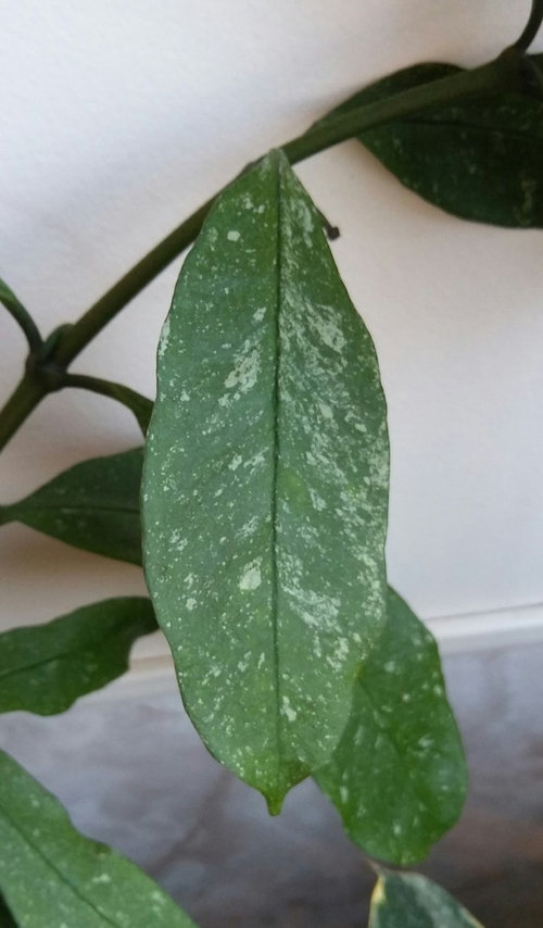 Hoya Multiflora varieties?