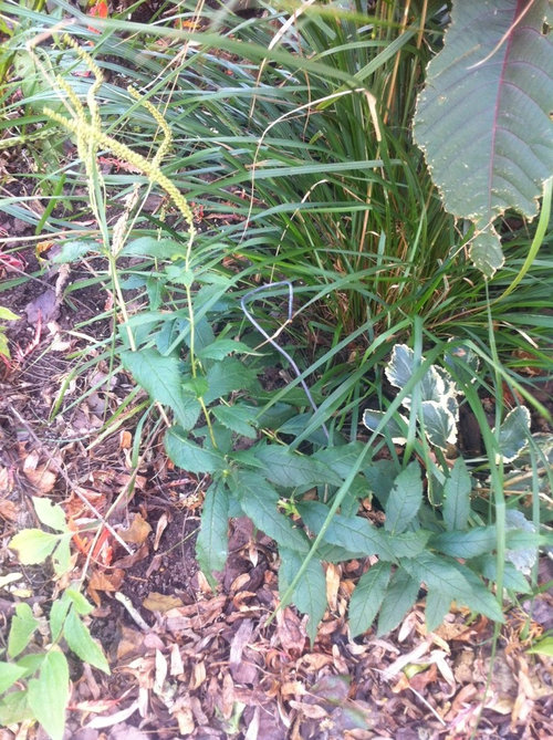 Dealing with "the splay" - show me your favourite plant supports!