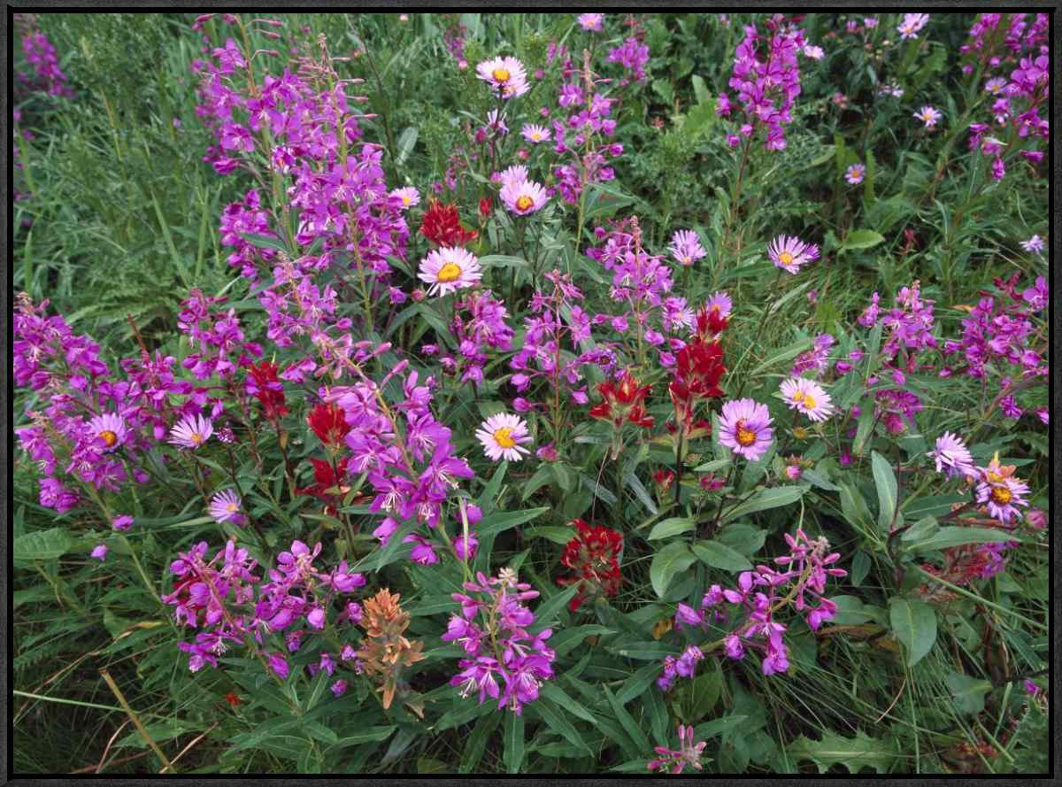 "Fireweed Asters and Paintbrush, North America" by Tim Fitzharris ...