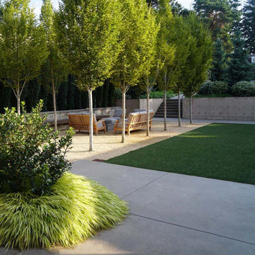 European Hornbeam Tree - Photos & Ideas | Houzz