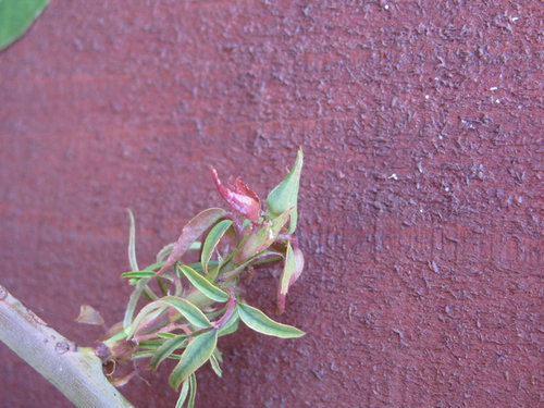 Rose Spring Dwarf Disease on Mel's Heritage?