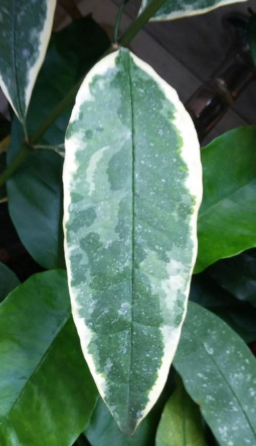 Hoya Multiflora varieties?