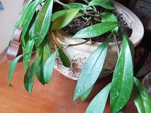 Hoya leaves shrivelling and yellowing