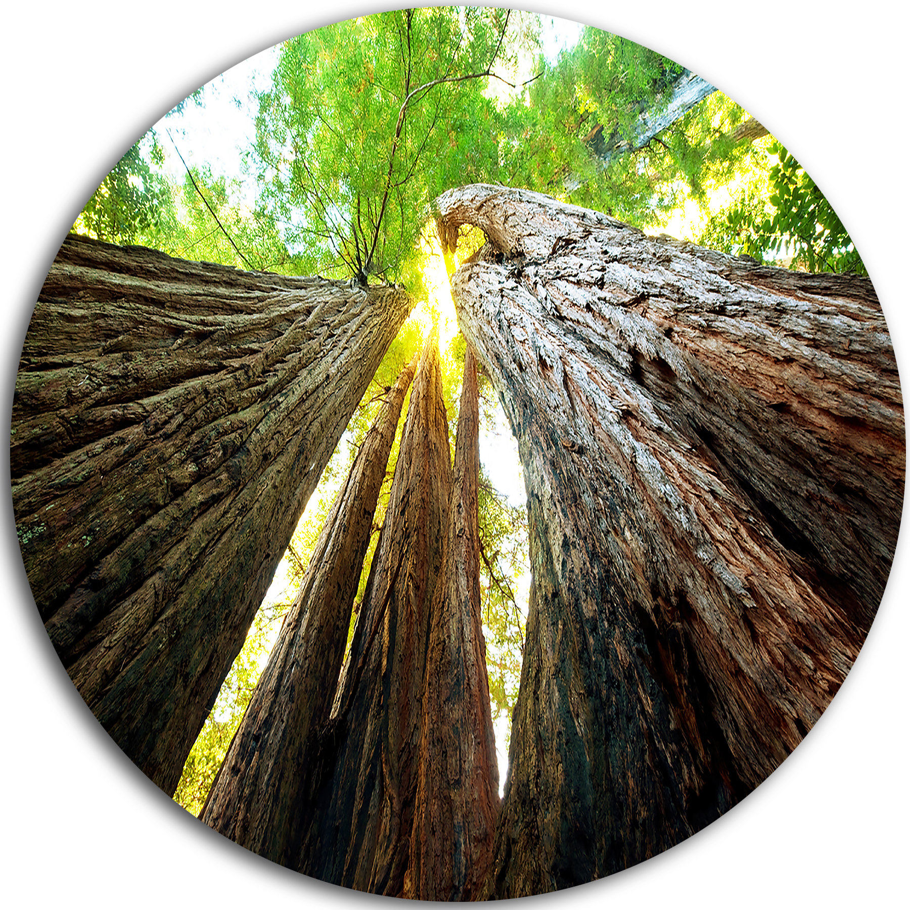 Sequoia Tree, Photography Disc Metal Wall Art, Disc of 23 inch ...
