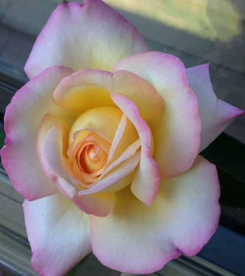 Show your MULTI-COLOR/BI-COLOR ROSES
