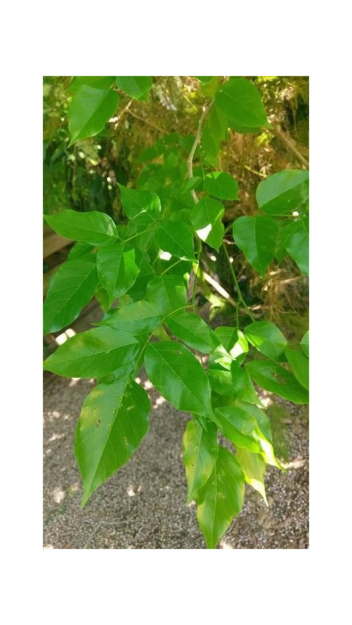 Help identify this tropical tree