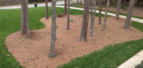 How would you landscape this natural under-tree area?