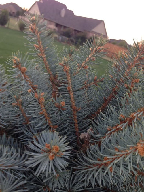 Help with Picea Pungens Leaders