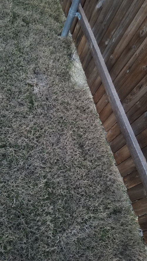 Sealing fence border, Planting and bugs