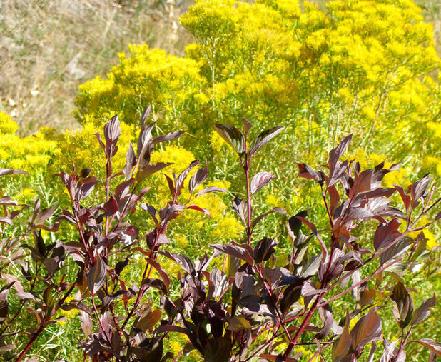 Plant Rubber Rabbitbrush for Its Brilliant Blaze of Gold in Fall