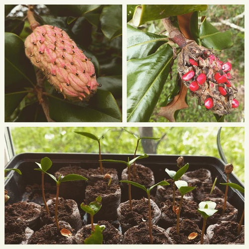 Southern Magnolia Seedlings - how fast do they grow?